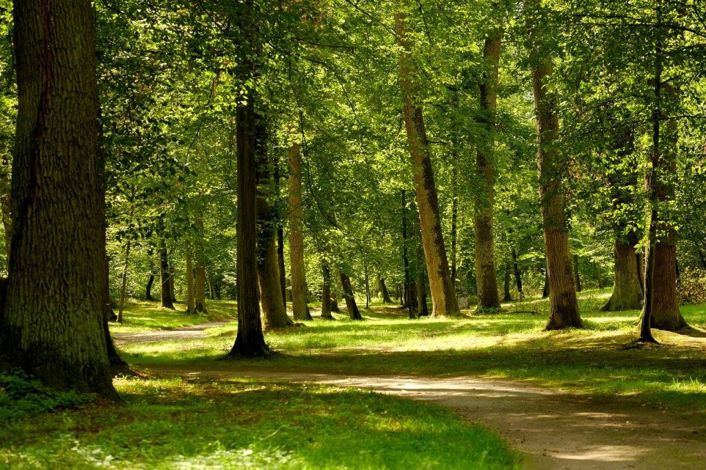 Decision Forests – ChristopherBerry.ca